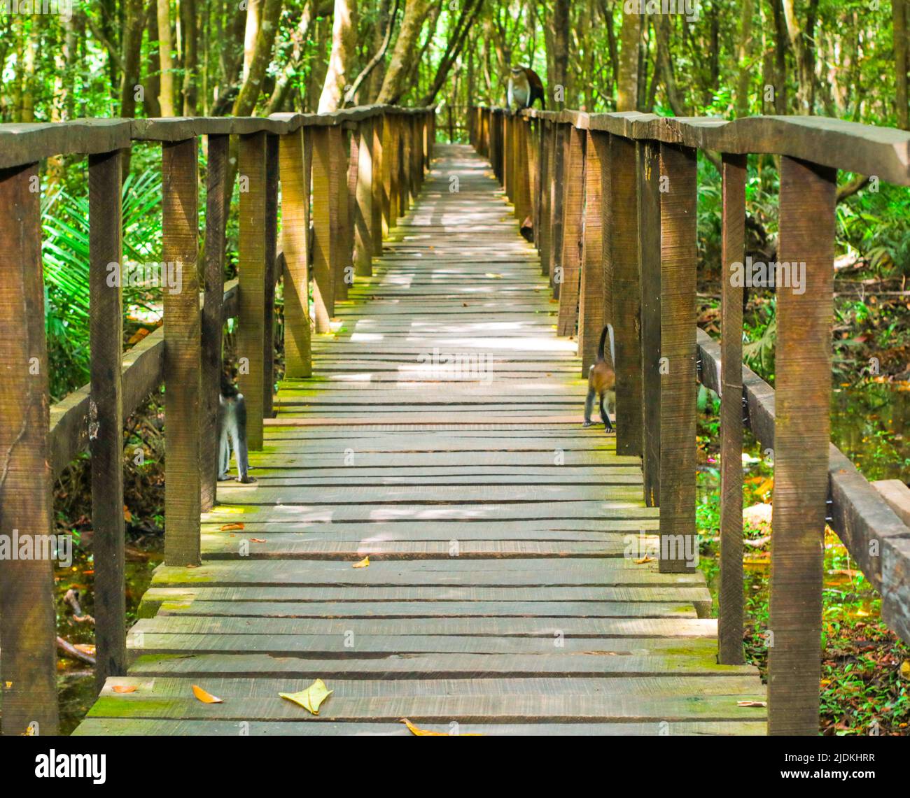 Lekki conservation centre hi-res stock photography and images - Alamy