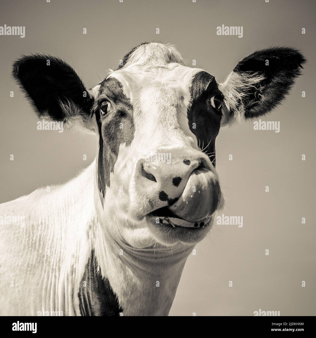 Cow licking bull hi-res stock photography and images - Alamy