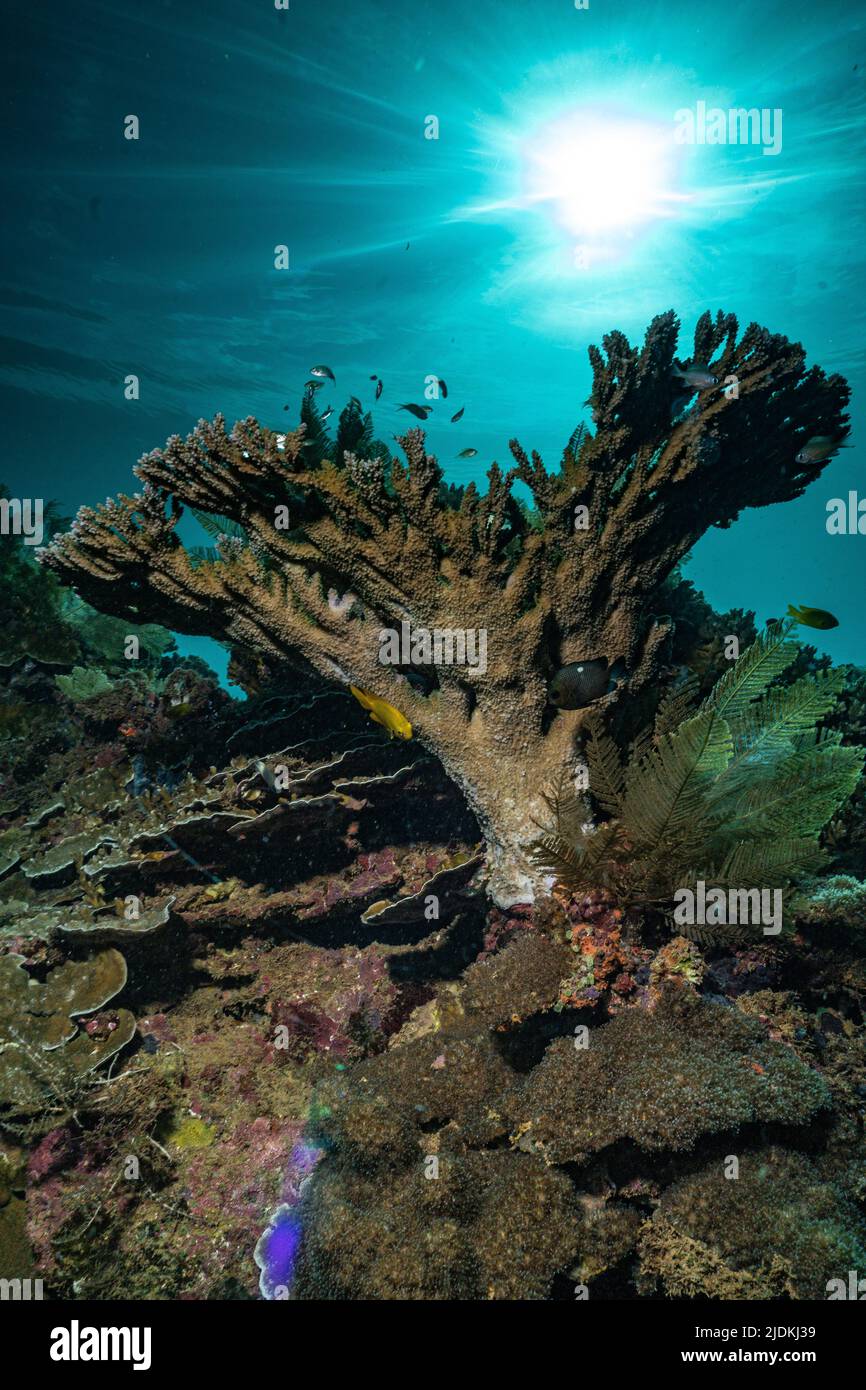 Life on thé reef of Mayotte lagoon Indian ocean Stock Photo - Alamy