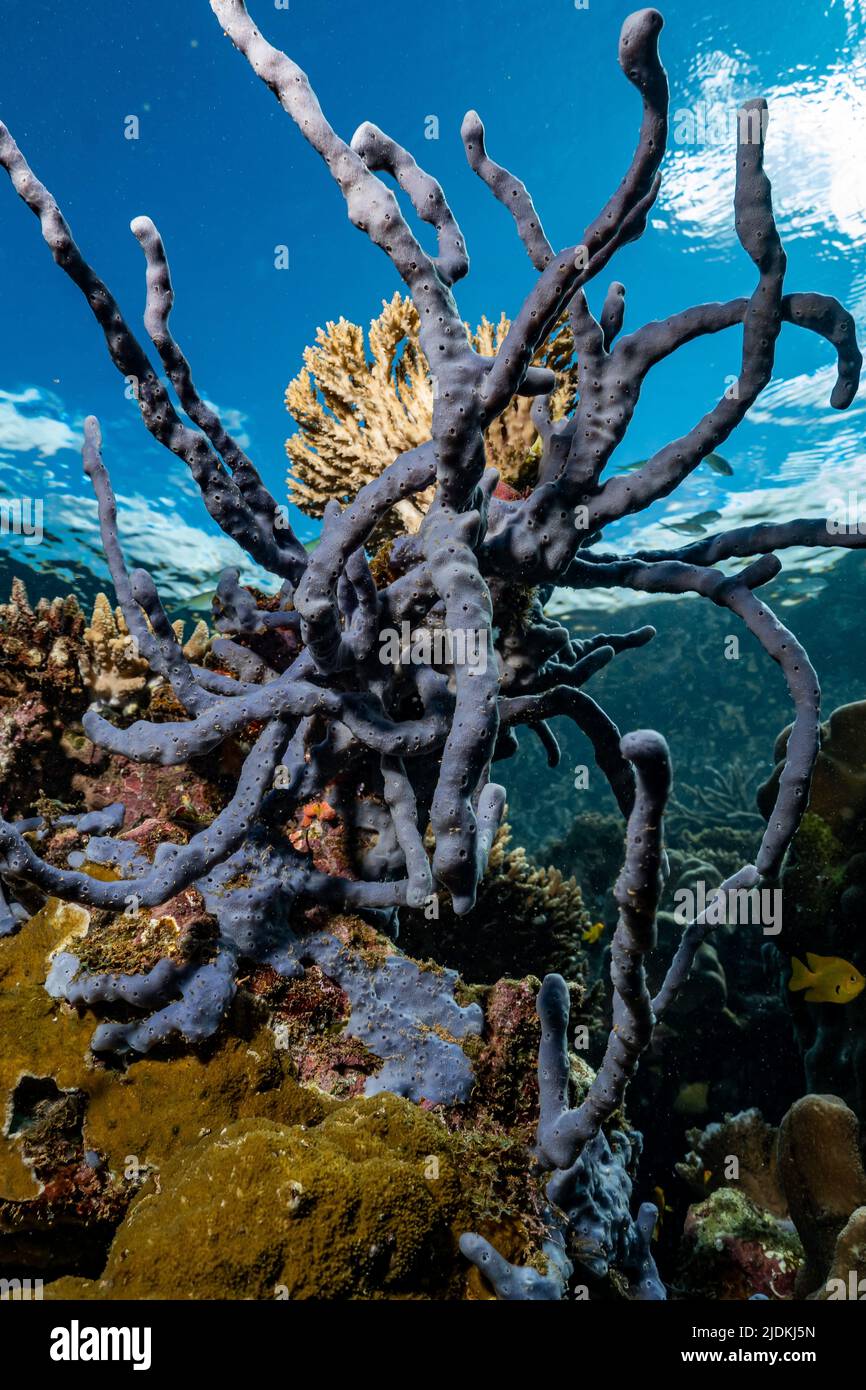 Life on thé reef of Mayotte lagoon Indian ocean Stock Photo - Alamy