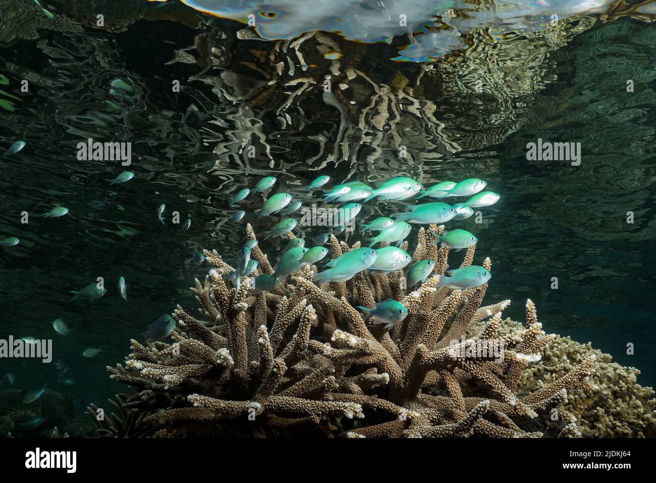 Life on thé reef of Mayotte lagoon Indian ocean Stock Photo - Alamy