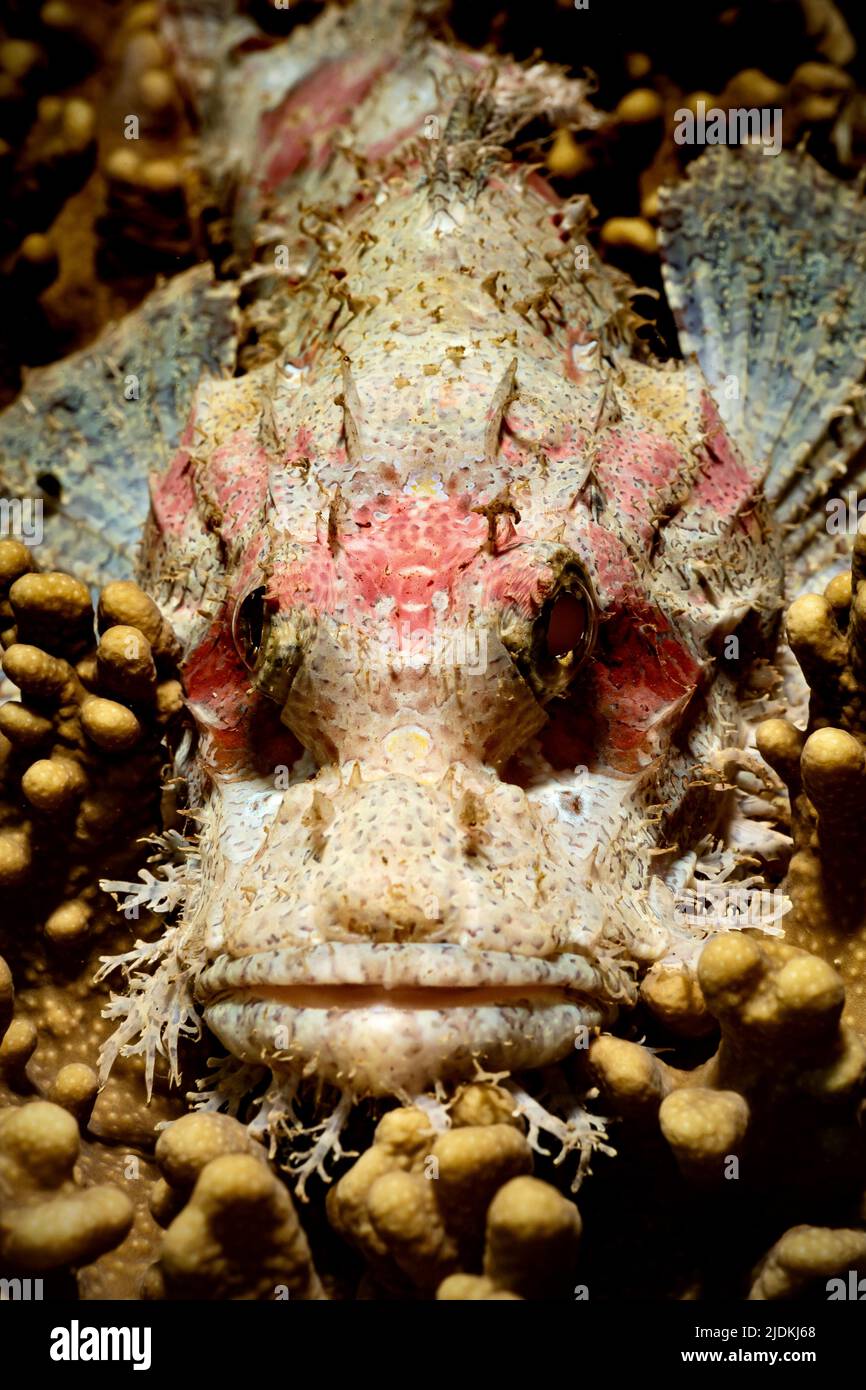 Life on thé reef of Mayotte lagoon Indian ocean Stock Photo - Alamy