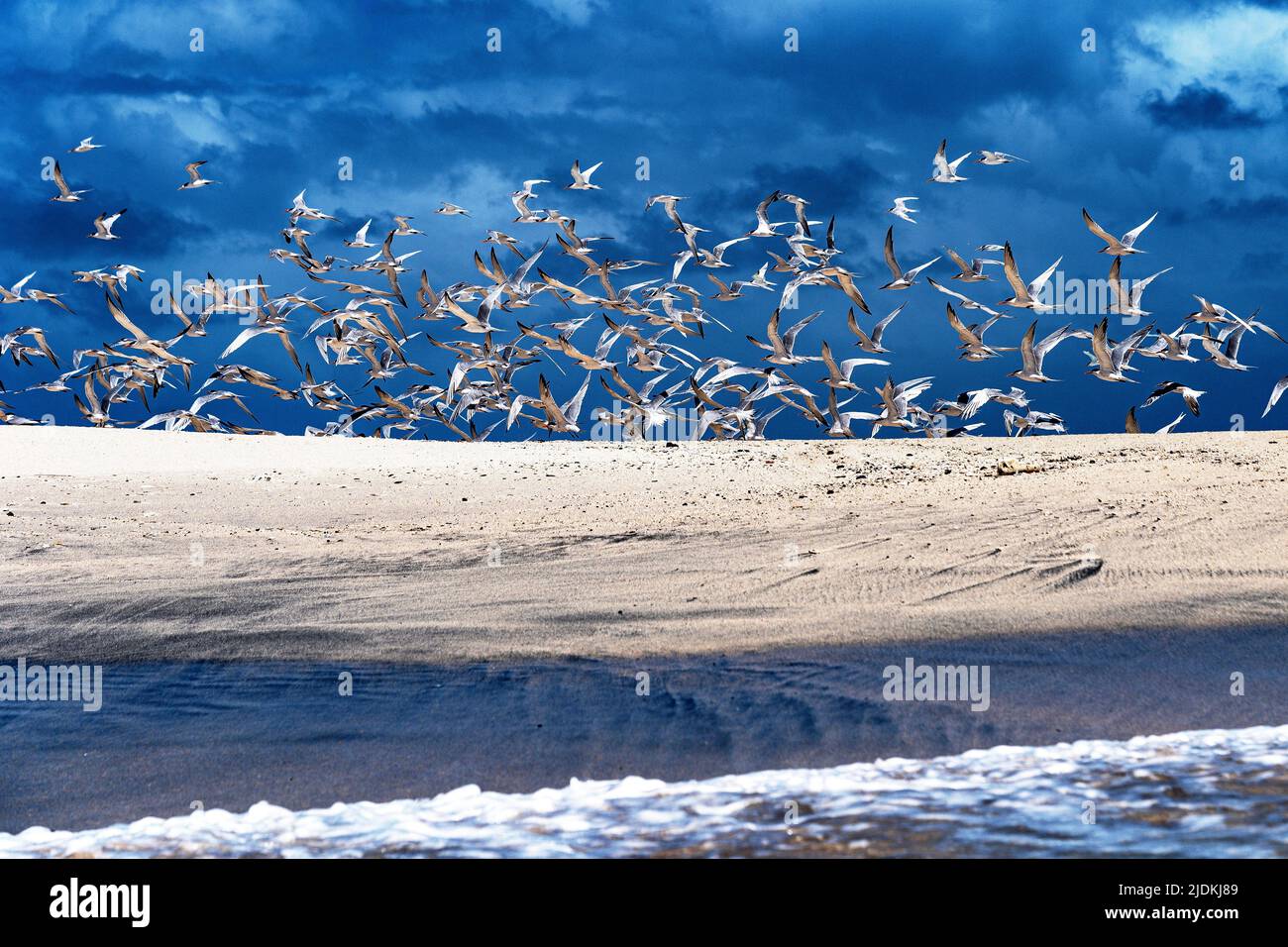 Tropical birds of Mayotte lagoon Stock Photo - Alamy