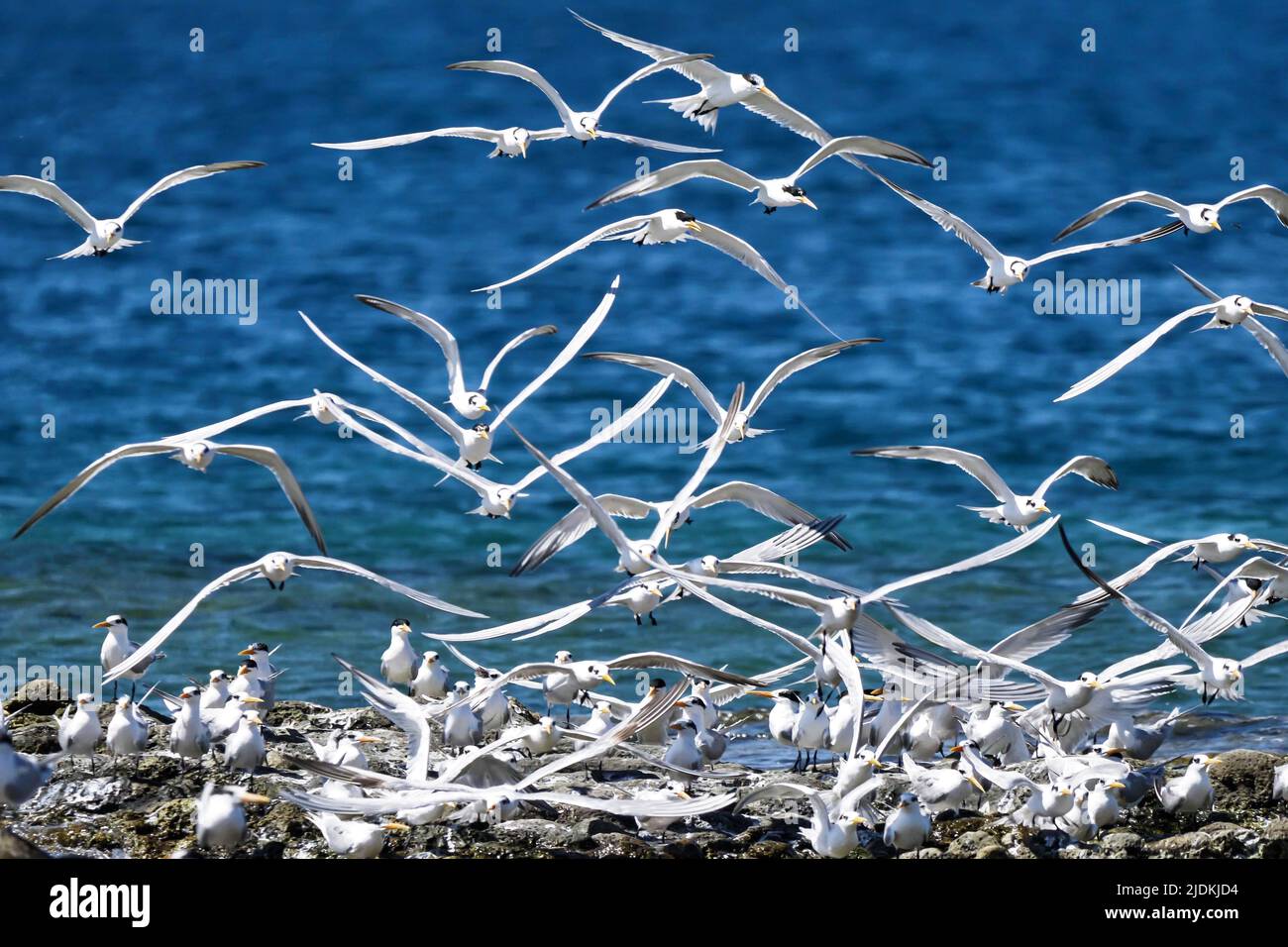 Tropical birds of Mayotte lagoon Stock Photo - Alamy