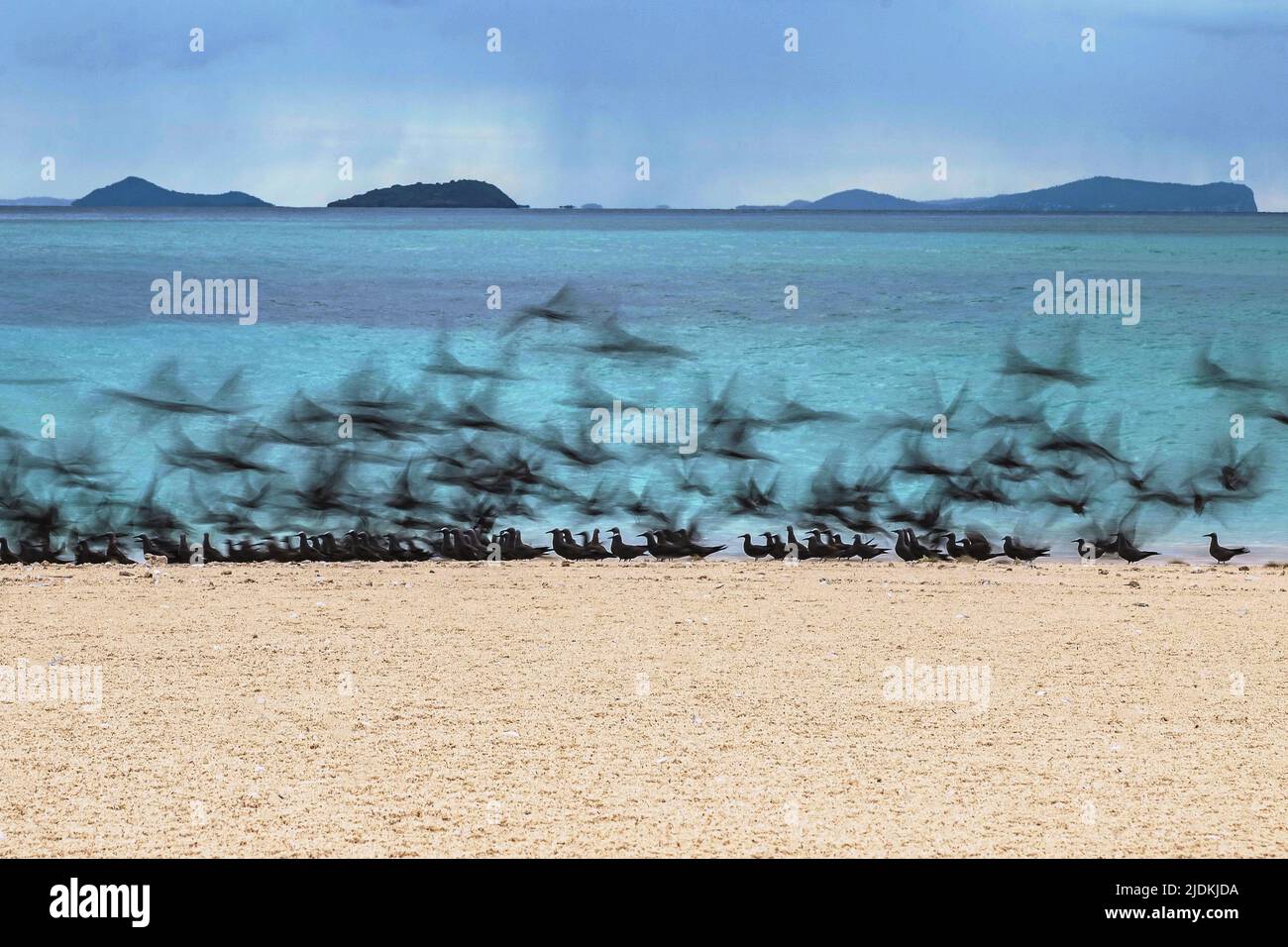Tropical birds of Mayotte lagoon Stock Photo - Alamy