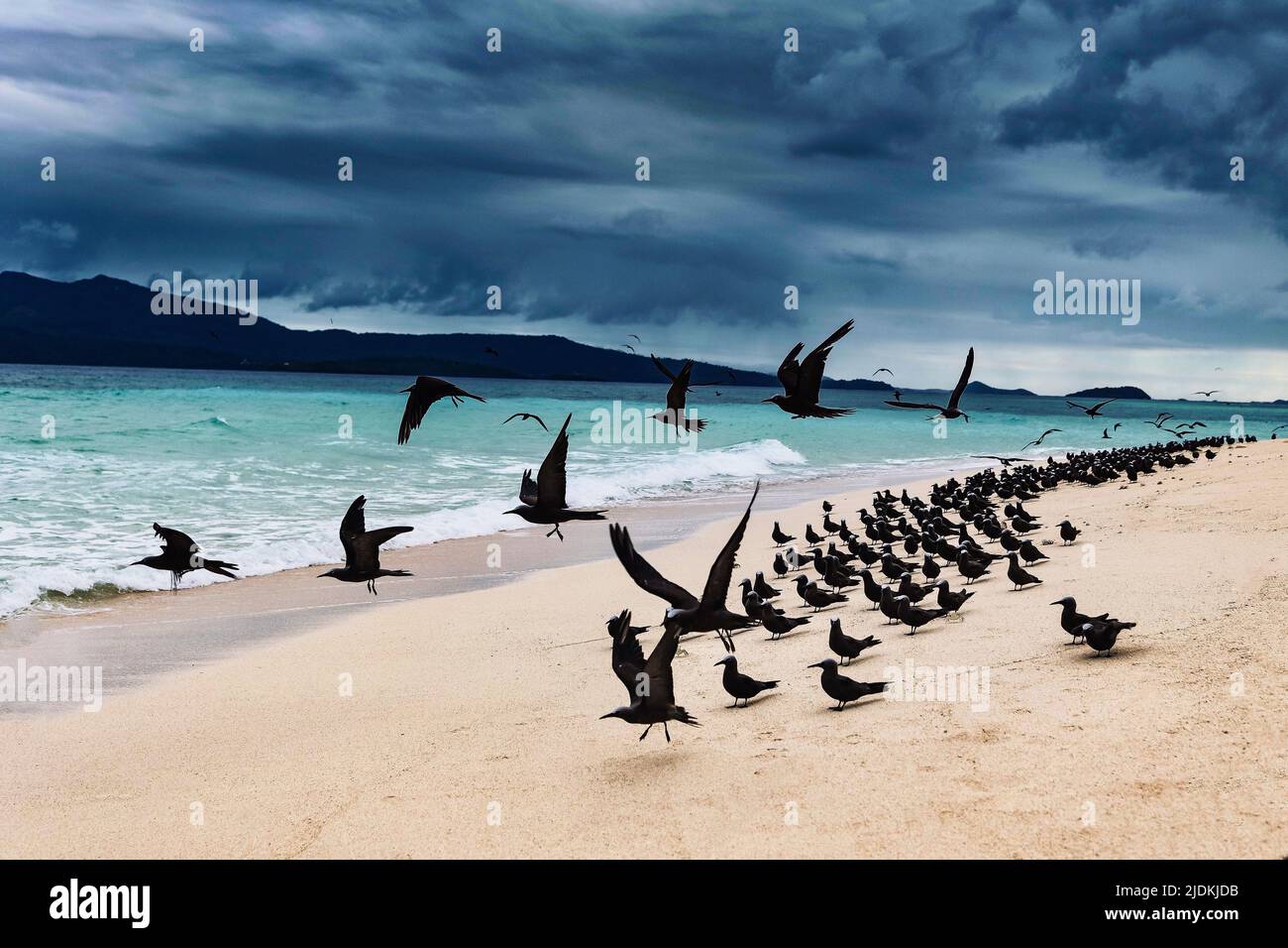 Tropical birds of Mayotte lagoon Stock Photo - Alamy
