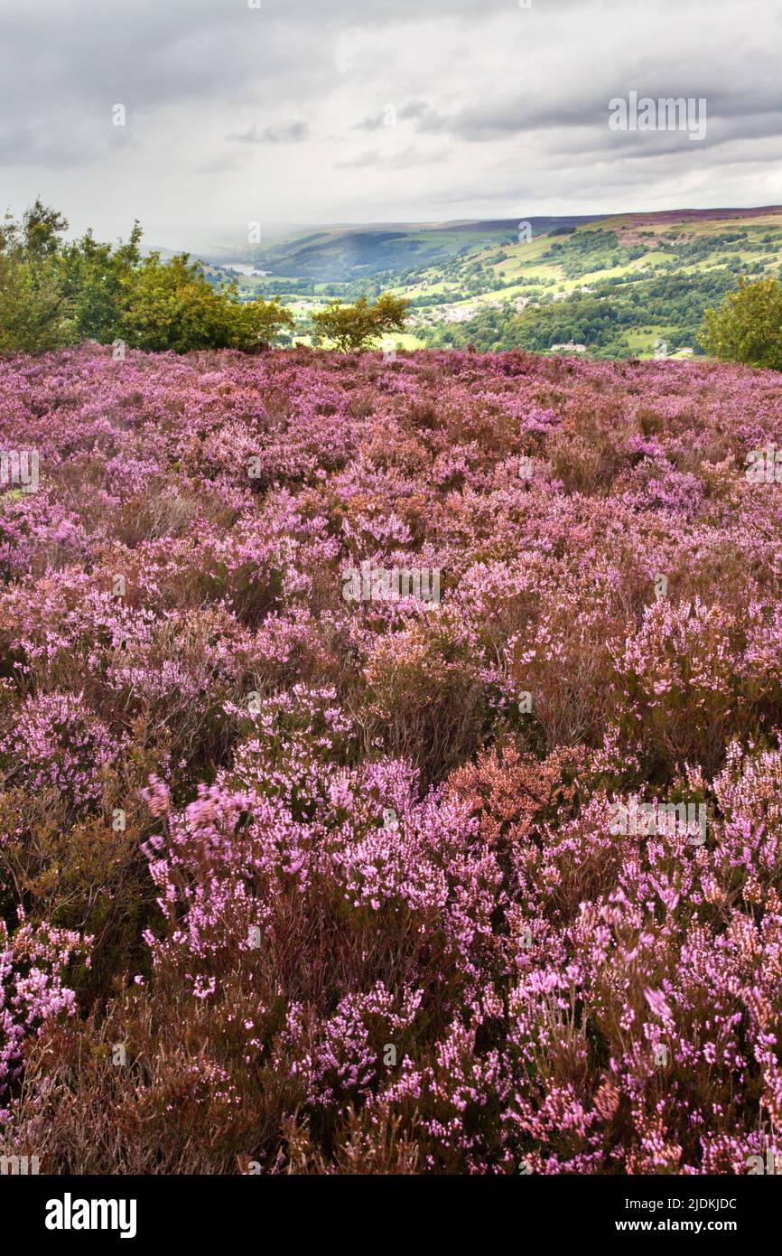 Remote rural location with heather in the north of England Stock Photo ...