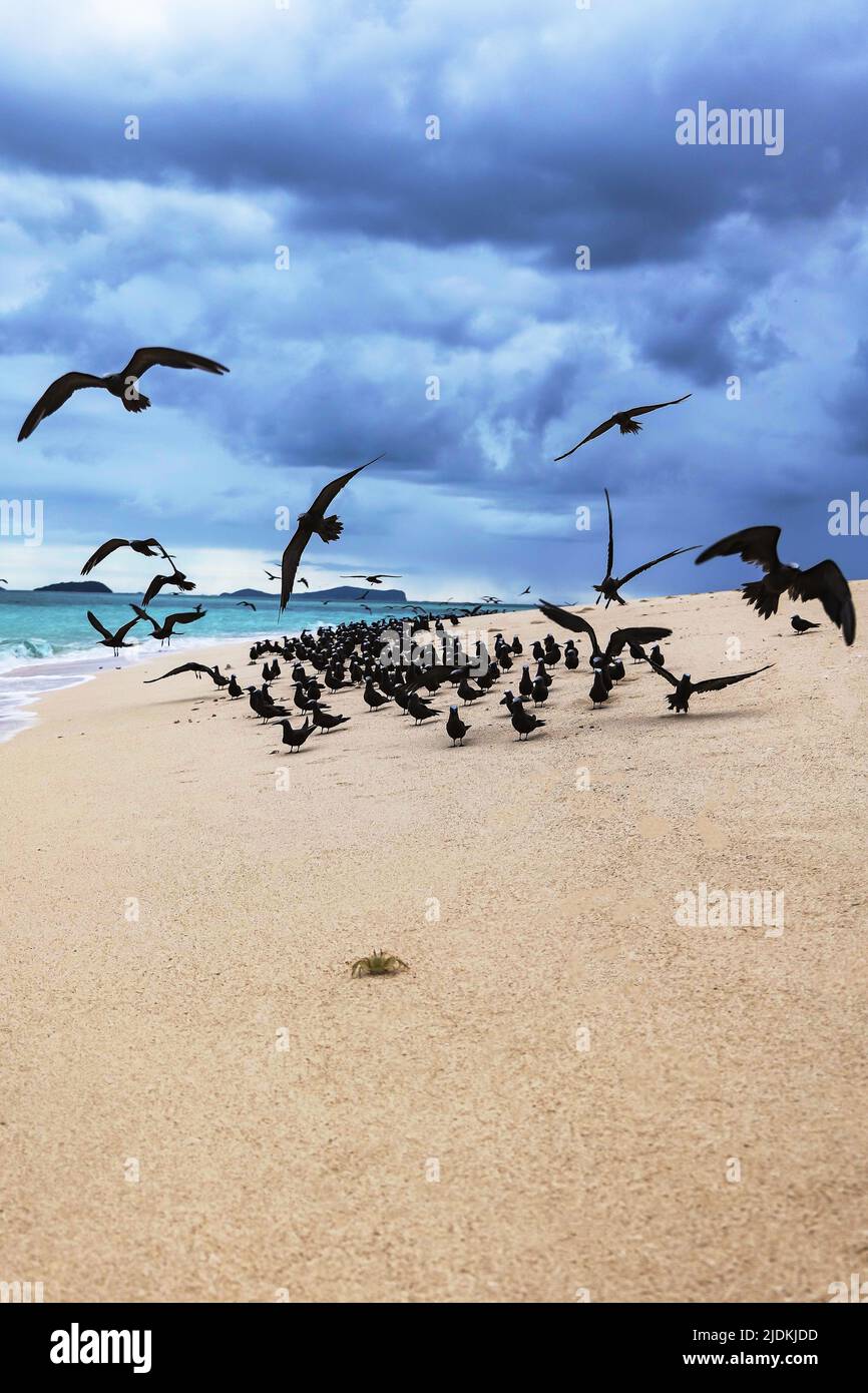 Tropical birds of Mayotte lagoon Stock Photo - Alamy