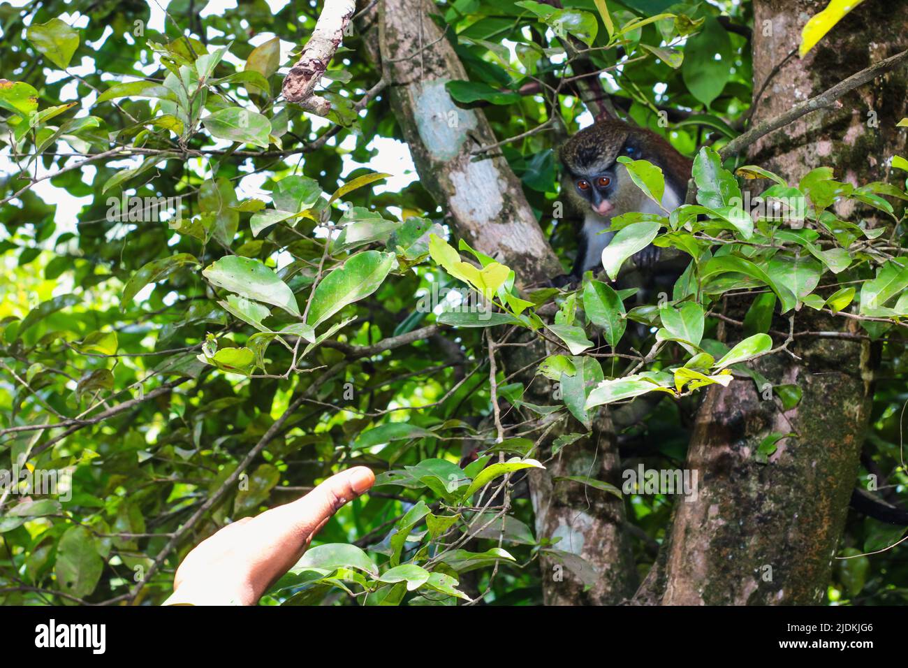 A monkey looking at a hand being stretched Stock Photo - Alamy