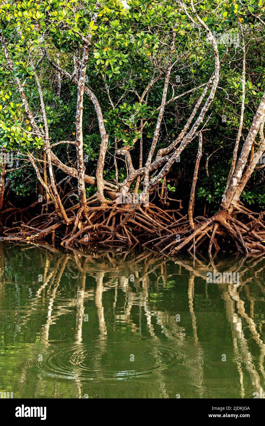 Mangroves of Mayotte lagoon Indian ocean Stock Photo - Alamy