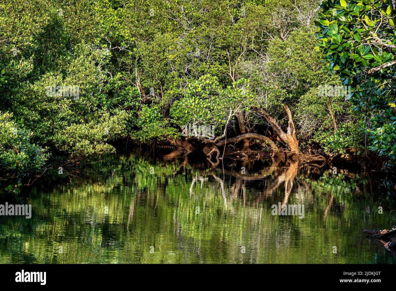 Mangroves of Mayotte lagoon Indian ocean Stock Photo - Alamy