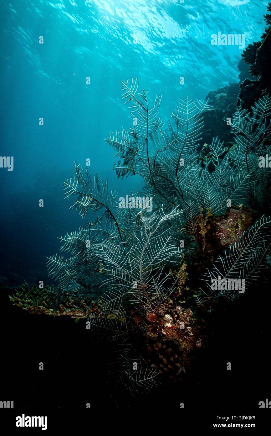 Life on thé reef of Mayotte lagoon Indian ocean Stock Photo - Alamy