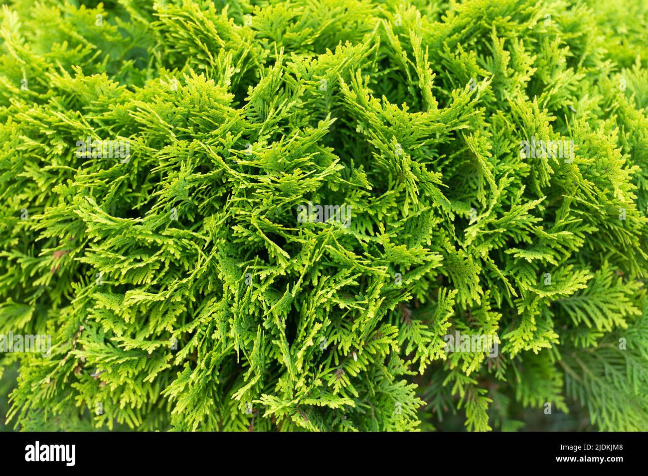 Evergreen thuja foliage of coniferous cypress shrub leaf texture Stock ...
