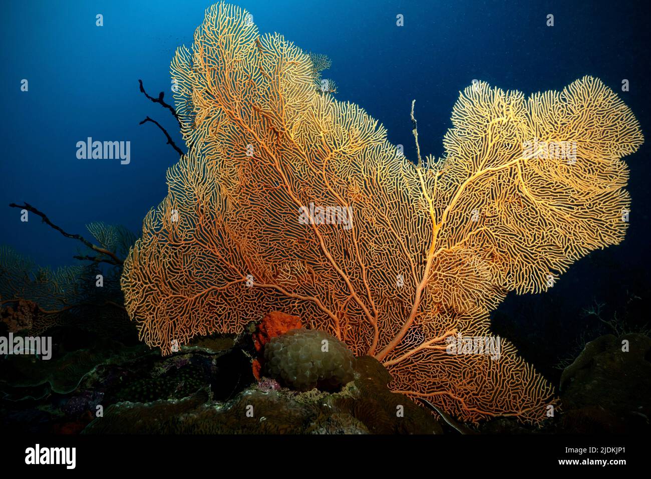 Life on thé reef of Mayotte lagoon Indian ocean Stock Photo - Alamy