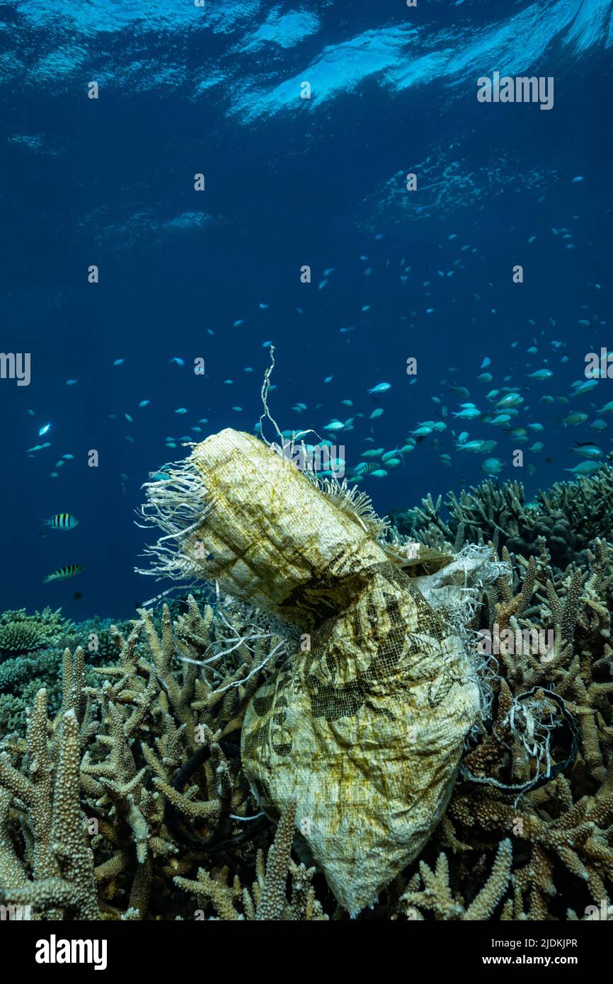 Life on thé reef of Mayotte lagoon Indian ocean Stock Photo - Alamy