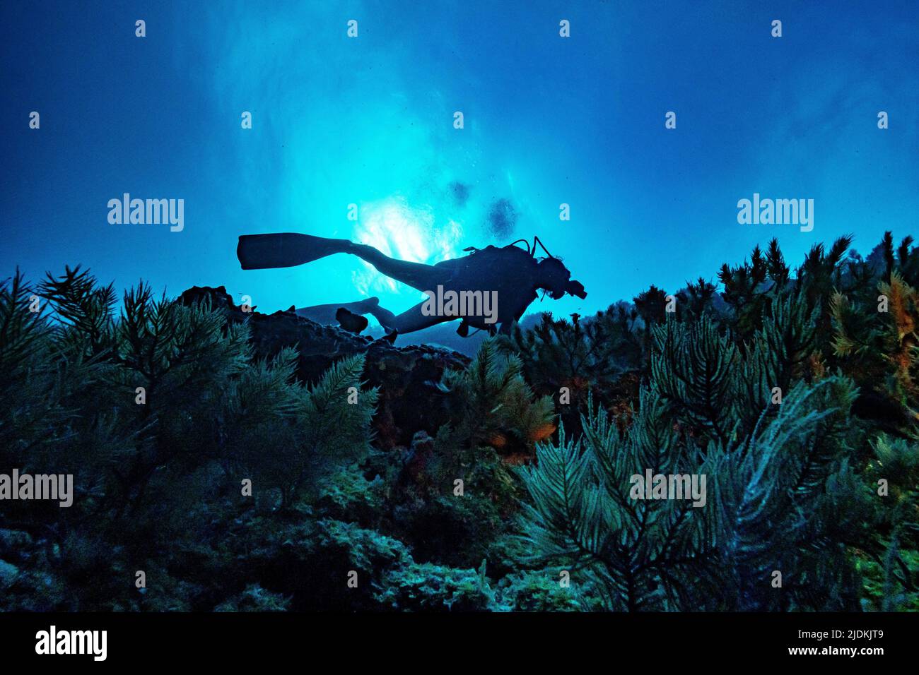 Life on thé reef of Mayotte lagoon Indian ocean Stock Photo - Alamy