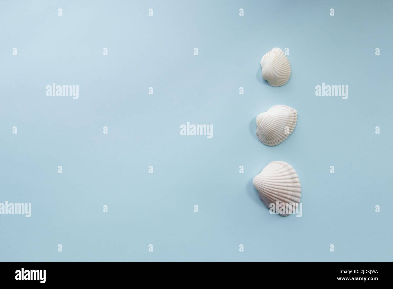 Beautiful seashells hi-res stock photography and images - Alamy