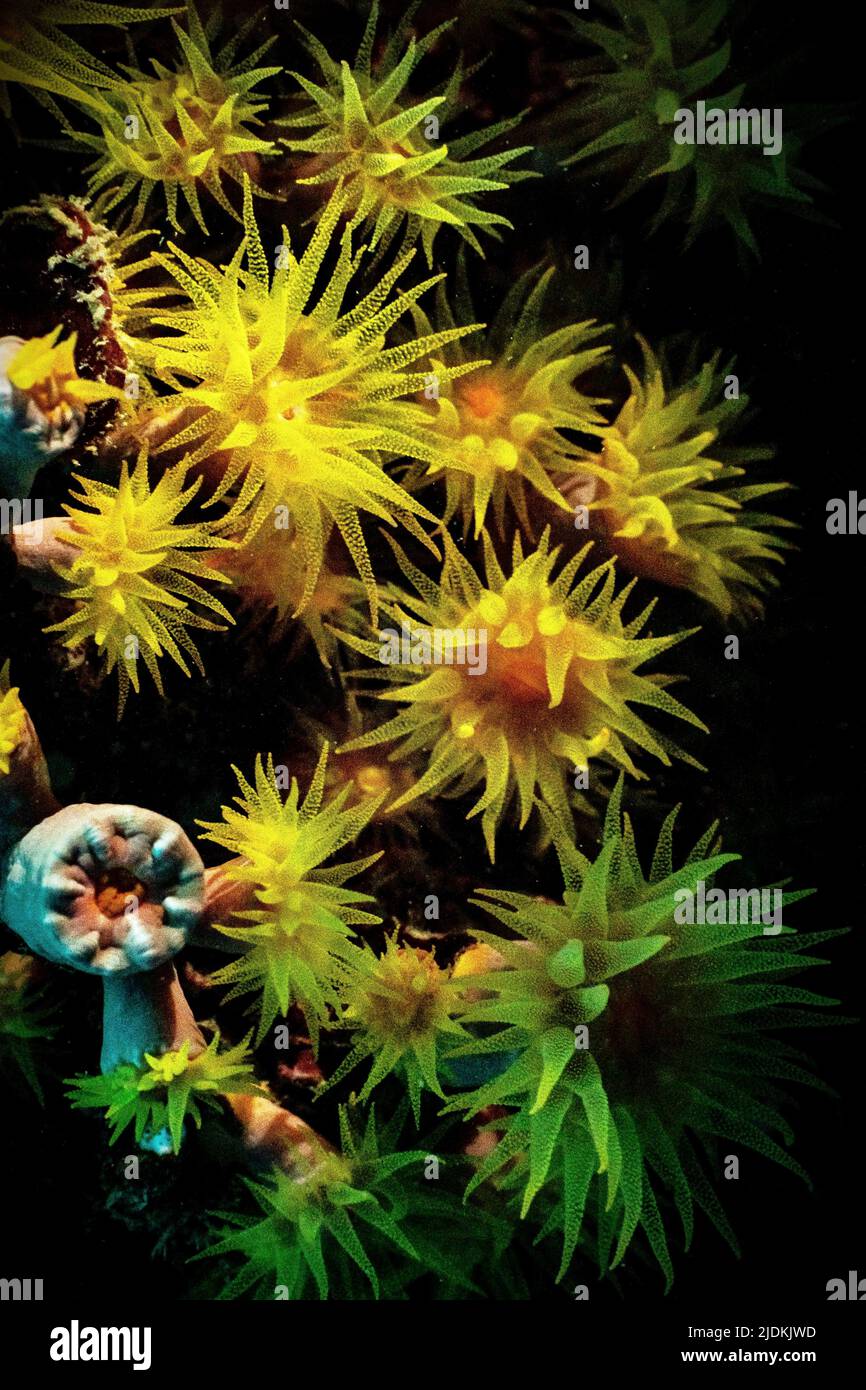 Life on thé reef of Mayotte lagoon Indian ocean Stock Photo - Alamy