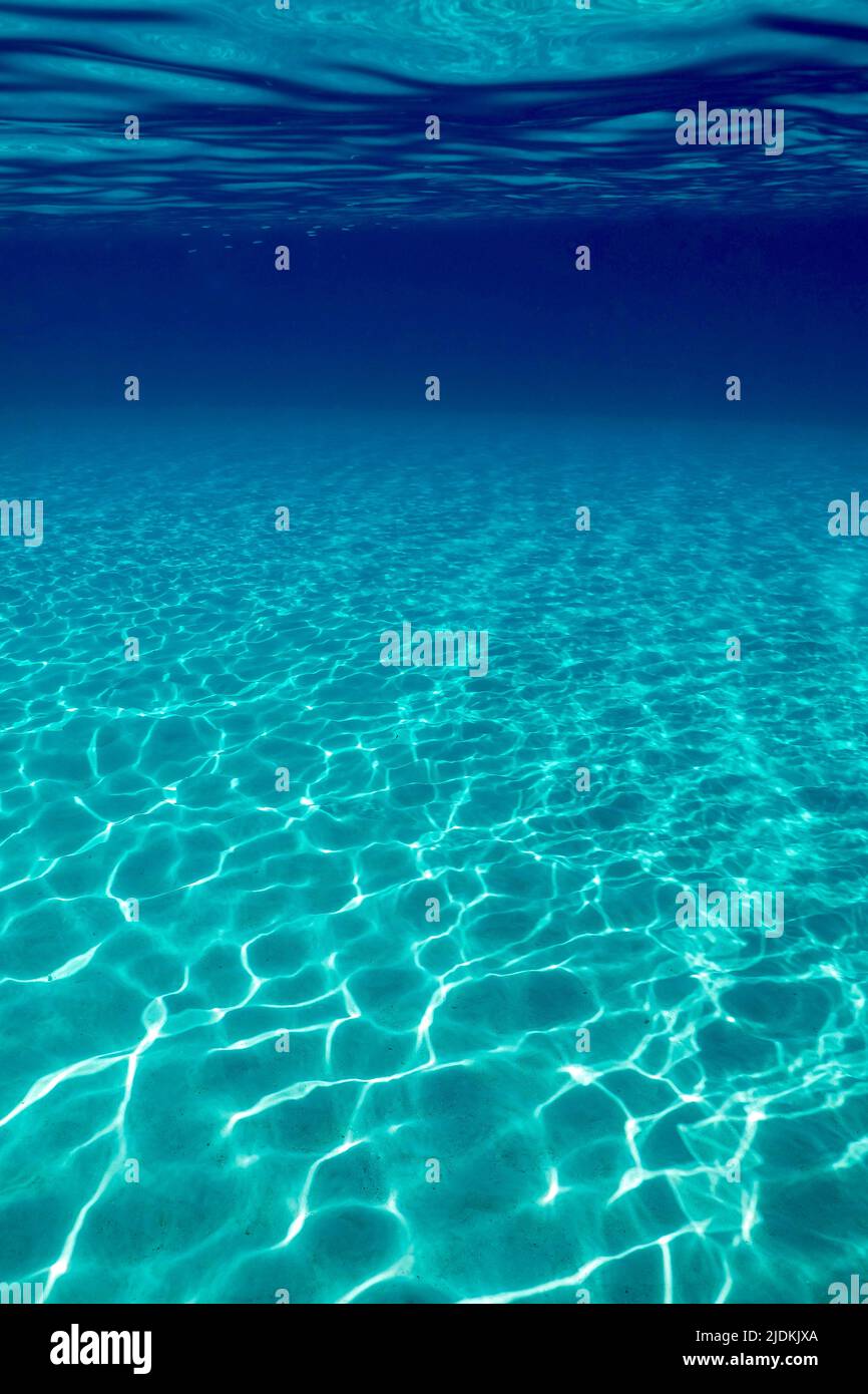 Life on thé reef of Mayotte lagoon Indian ocean Stock Photo - Alamy