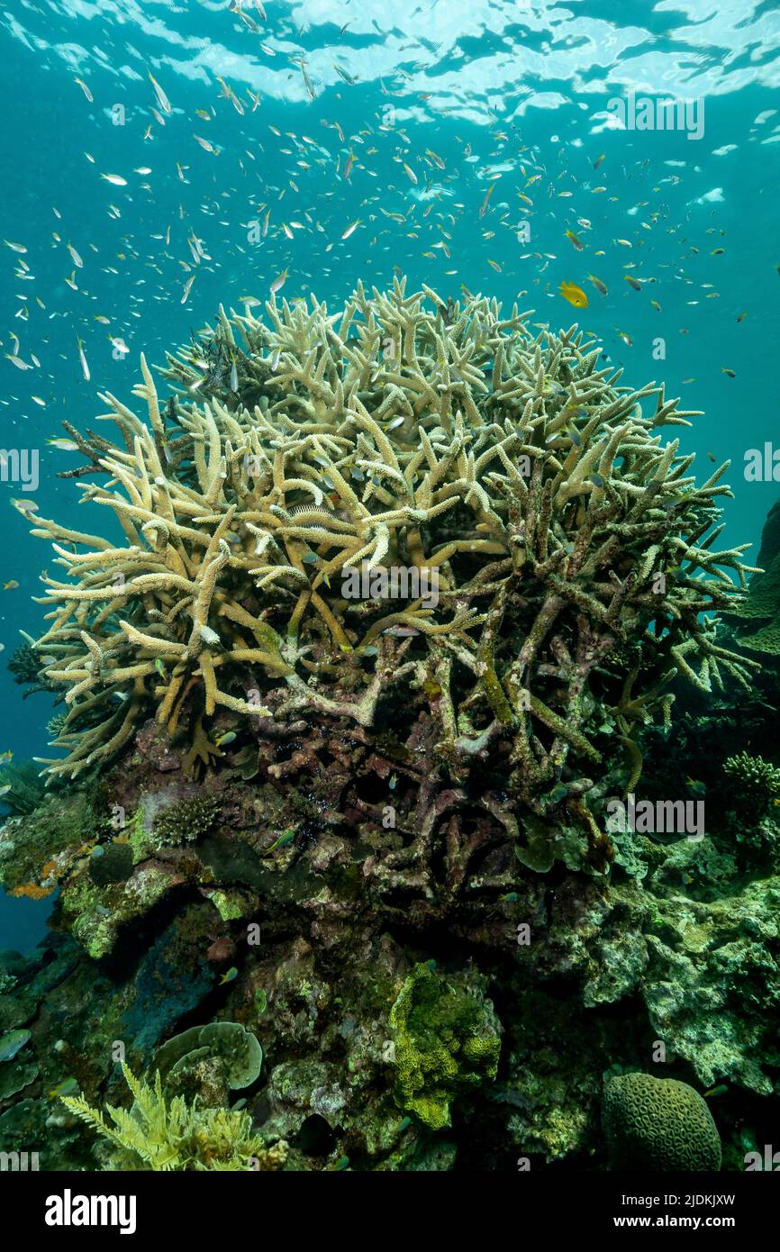 Life on thé reef of Mayotte lagoon Indian ocean Stock Photo - Alamy