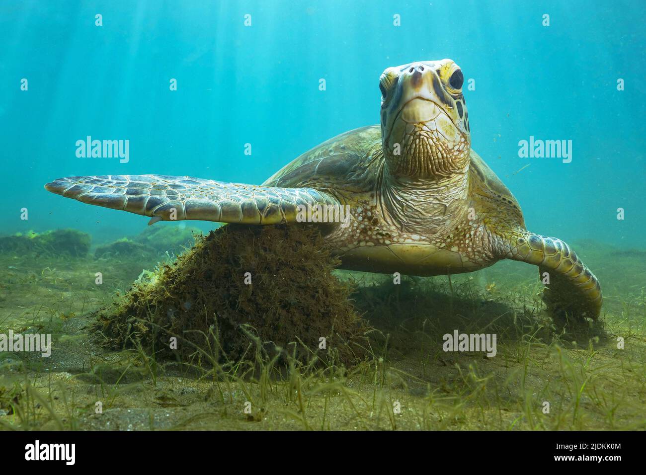 Mayotte lagoon turtle hi-res stock photography and images - Alamy
