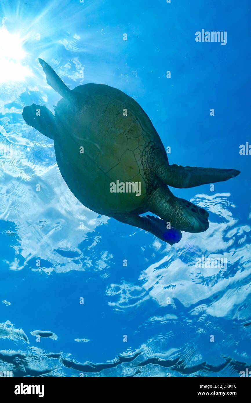 Green sea turtle grazing on seagrass in Mayotte’s lagoon, a peaceful ...