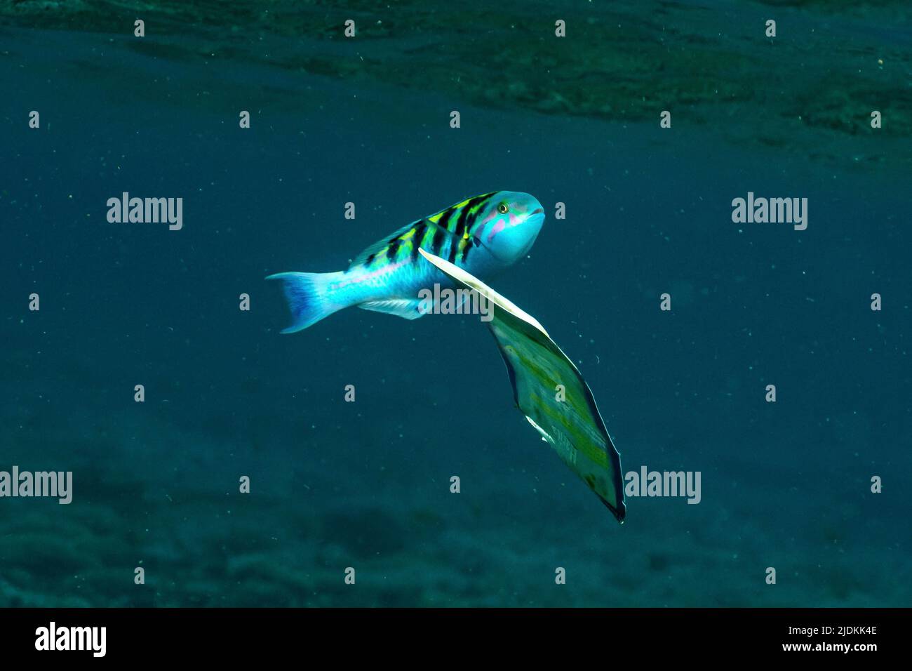 Life on thé reef of Mayotte lagoon Indian ocean Stock Photo - Alamy