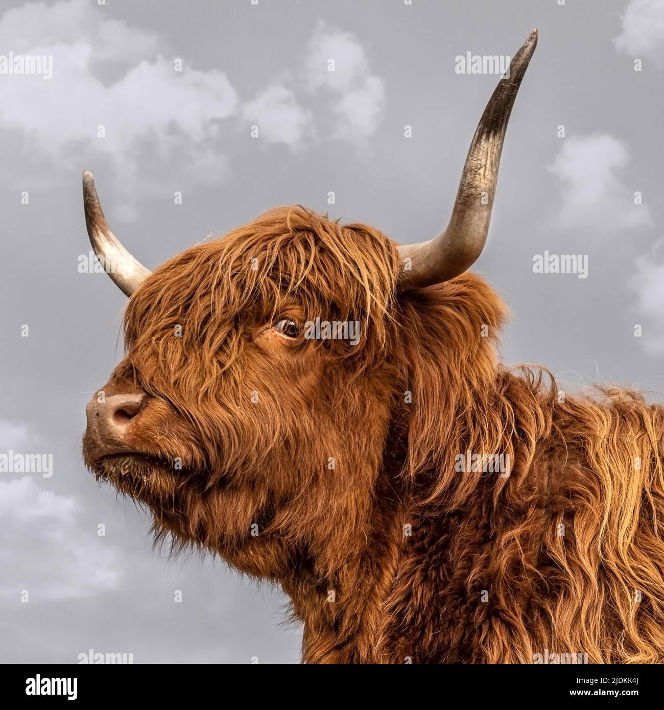 Large highland cow or ox with red hairy coat and horns Stock Photo - Alamy