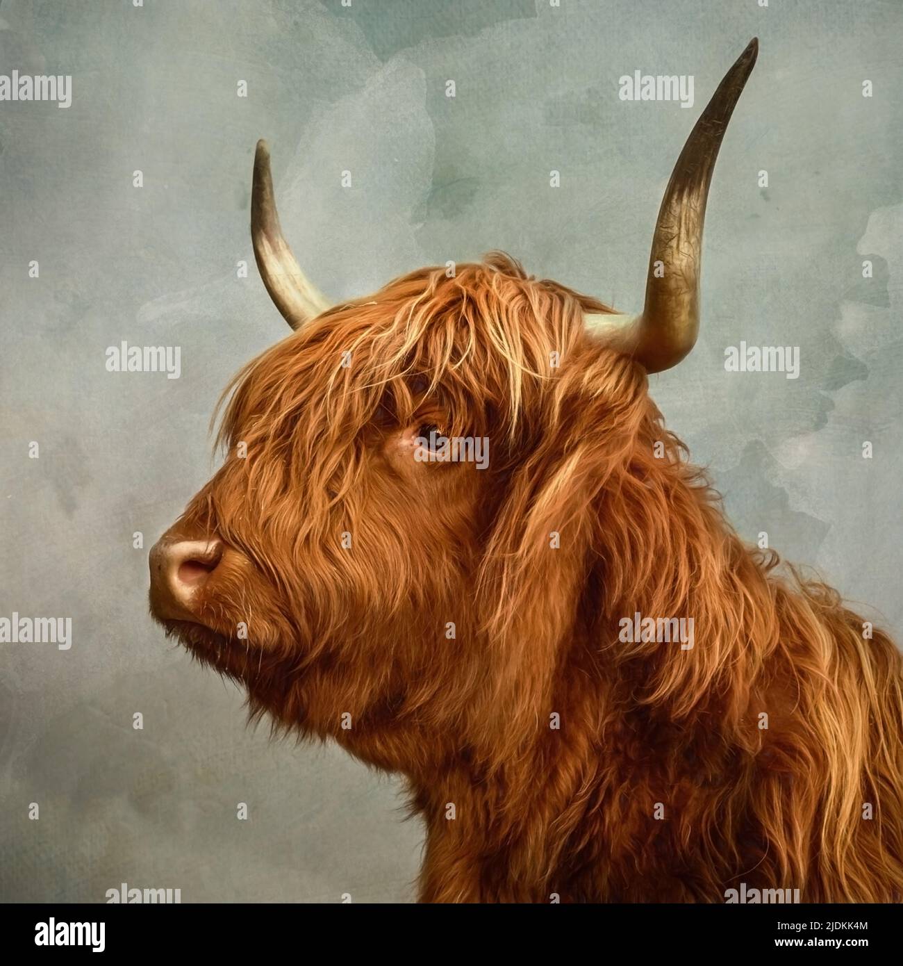Proud portrait of a highland cow with horns Stock Photo - Alamy