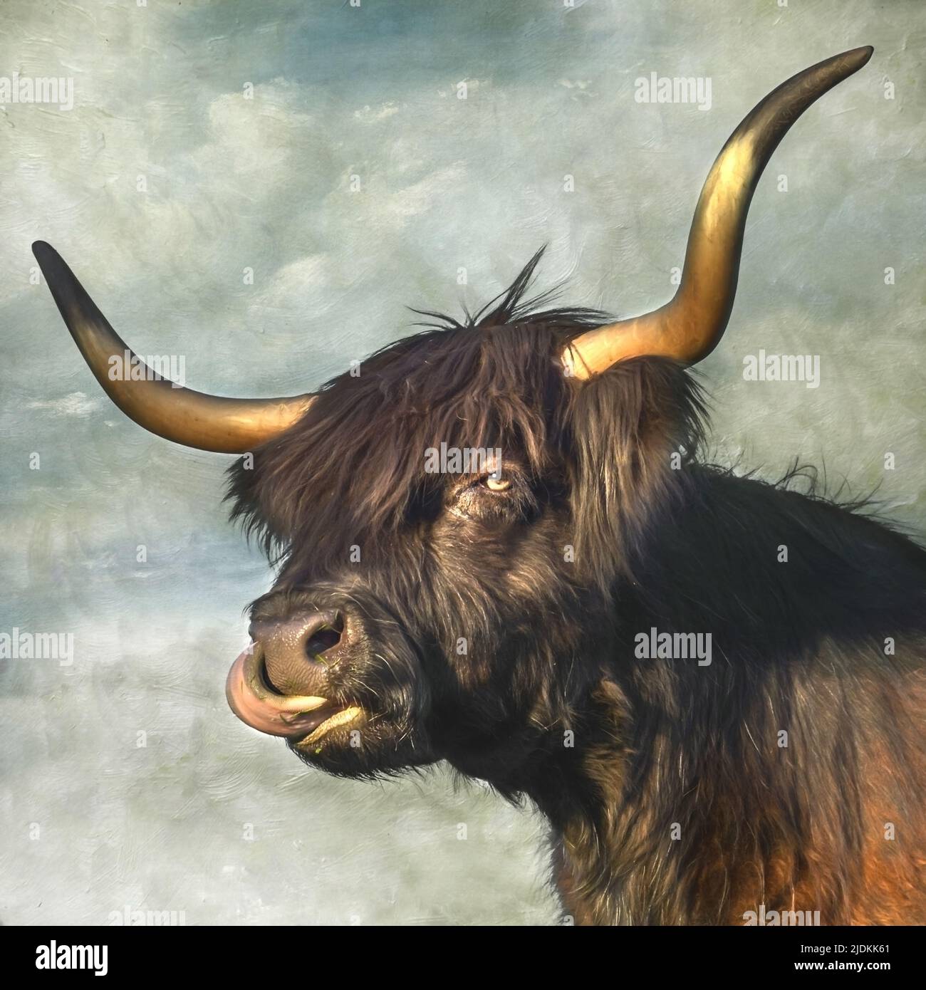Highland cow with dark coat and long horns Stock Photo - Alamy