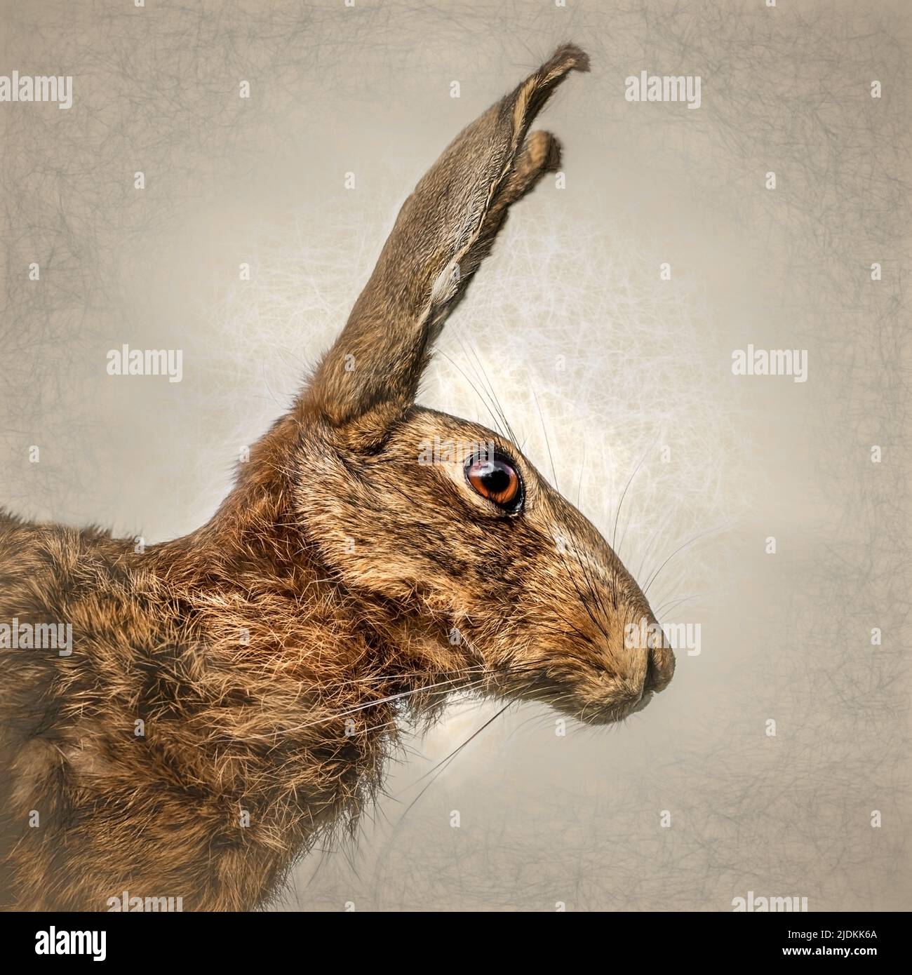 Timid animal hi-res stock photography and images - Alamy