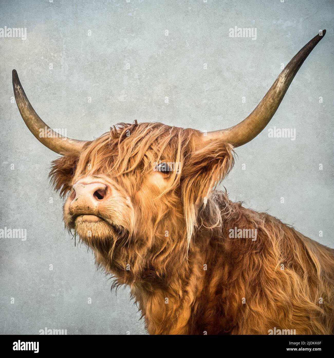Large highland cow or ox with red hairy coat and horns Stock Photo - Alamy