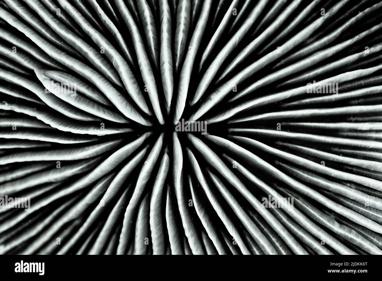 Life on thé reef of Mayotte lagoon Indian ocean Stock Photo - Alamy