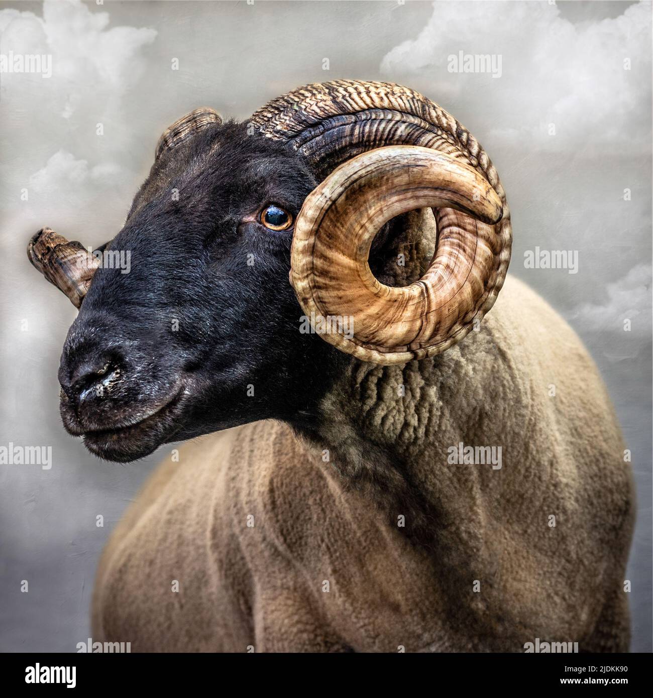 Close up of ram with black face and curly horns Stock Photo - Alamy