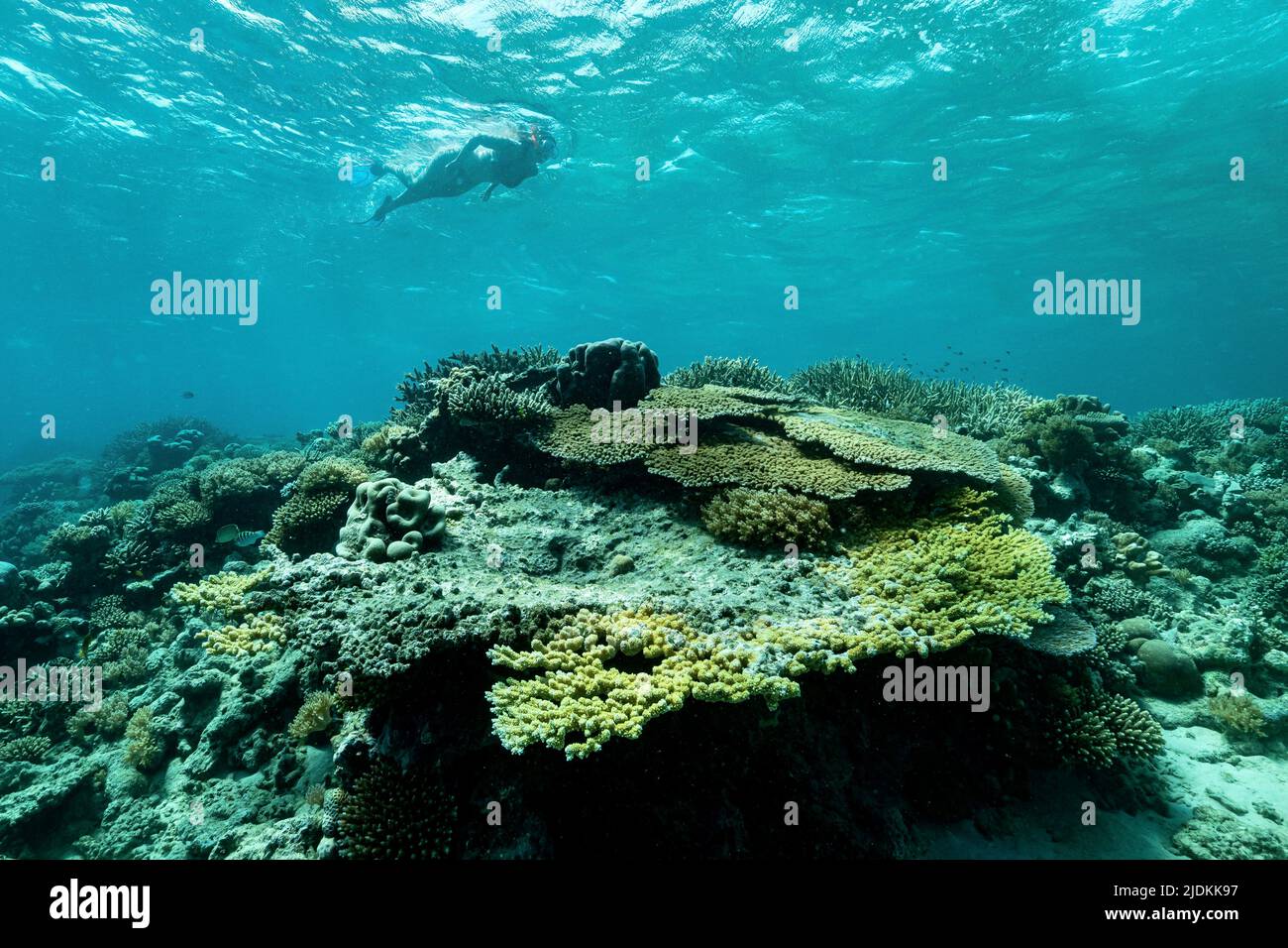 Life on thé reef of Mayotte lagoon Indian ocean Stock Photo - Alamy
