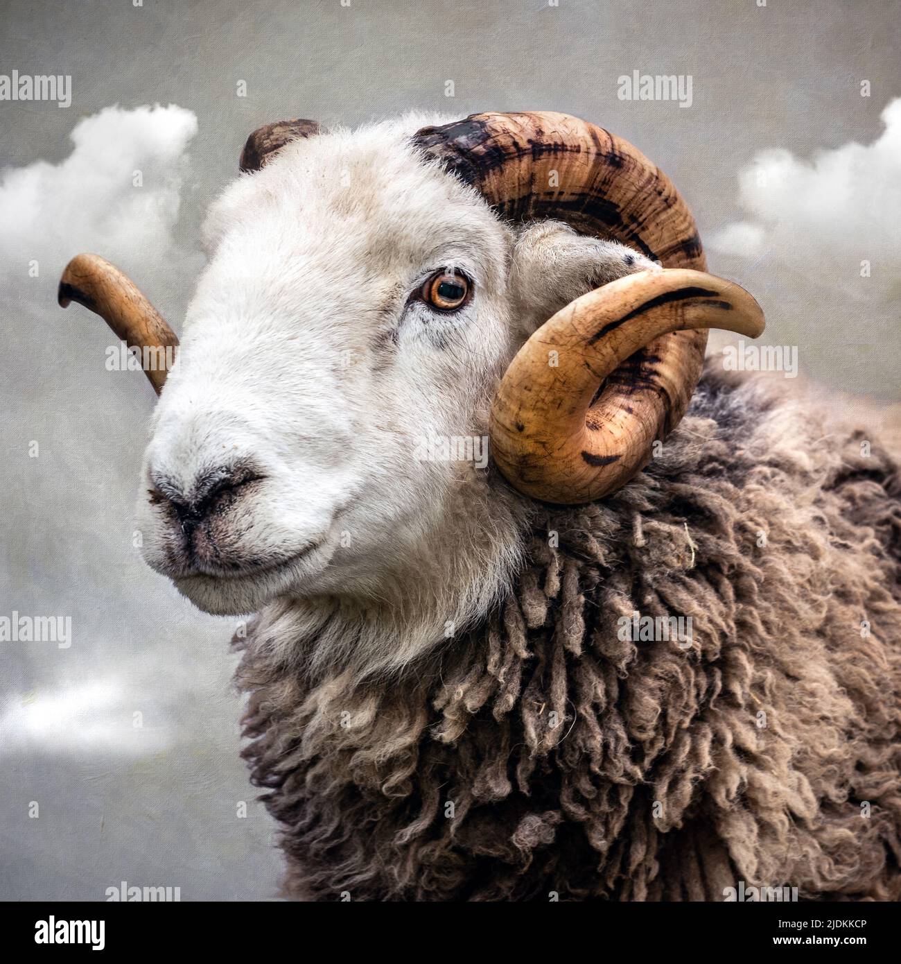 Close up of Herwick breed of ram with white face and horns Stock Photo ...