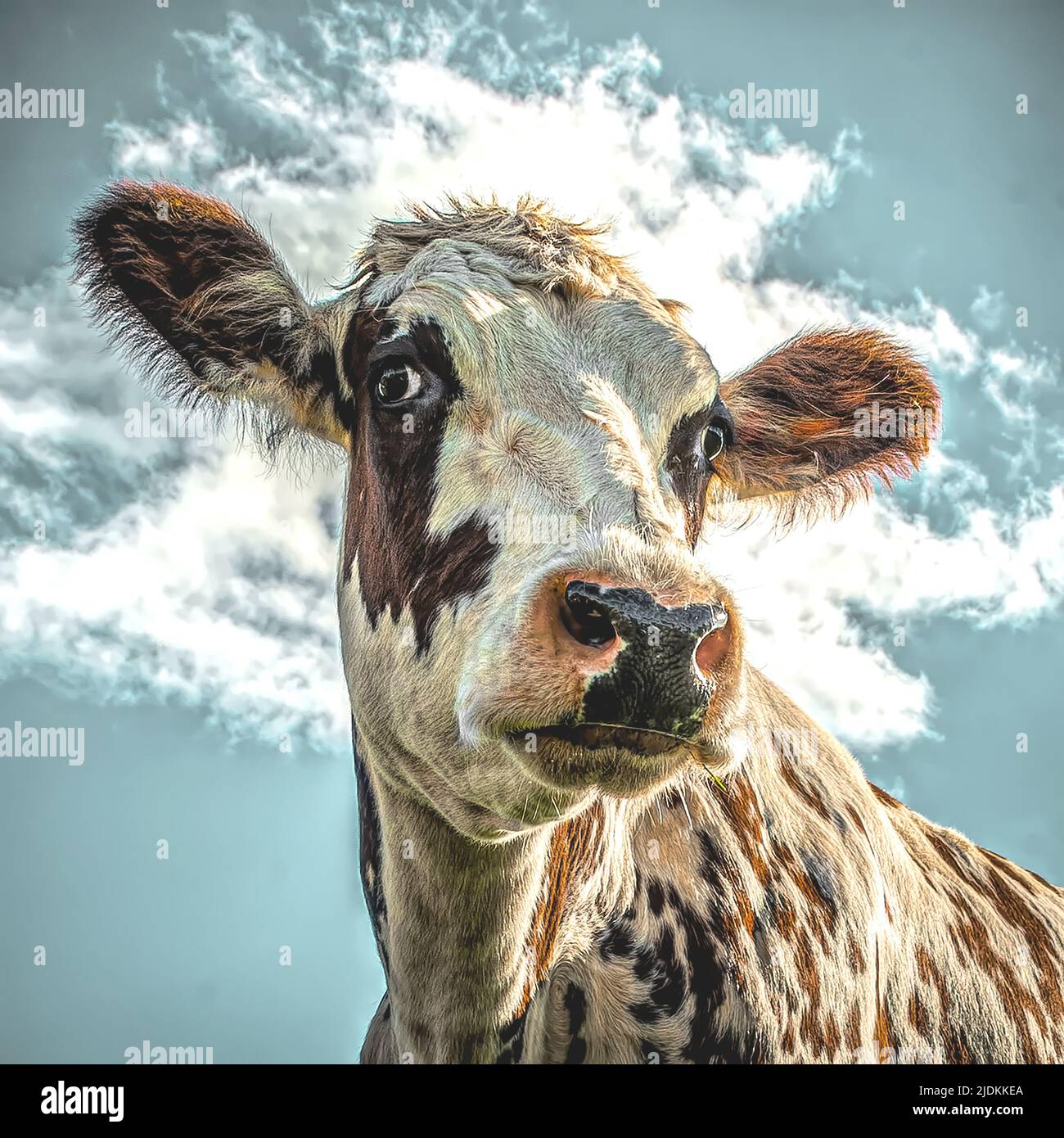 Low view of a cow under blue skies Stock Photo - Alamy