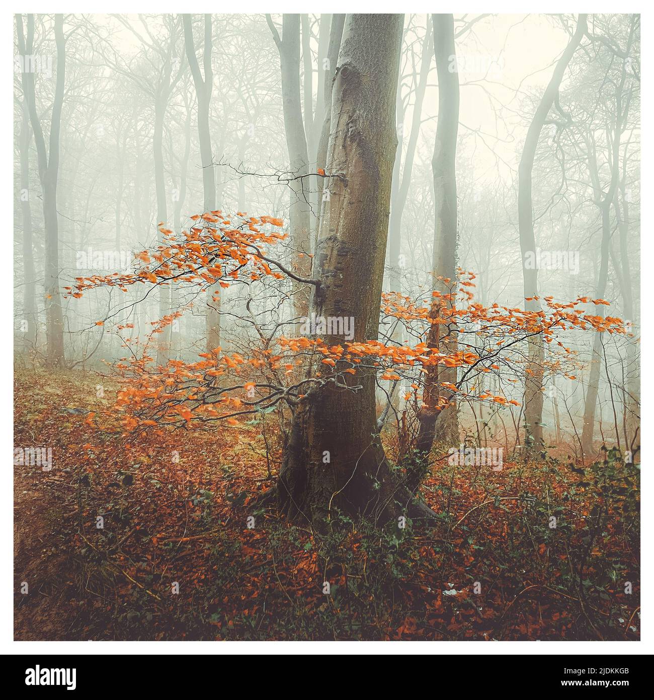 Woodland landscape rural scene with golden leaves in autumn in England ...