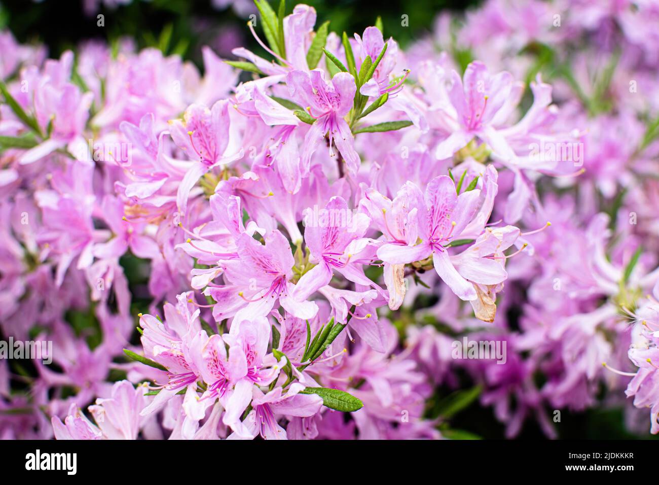 Light pink rhododendron luteum or honeysuckle azalea. Blooming Japanese ...