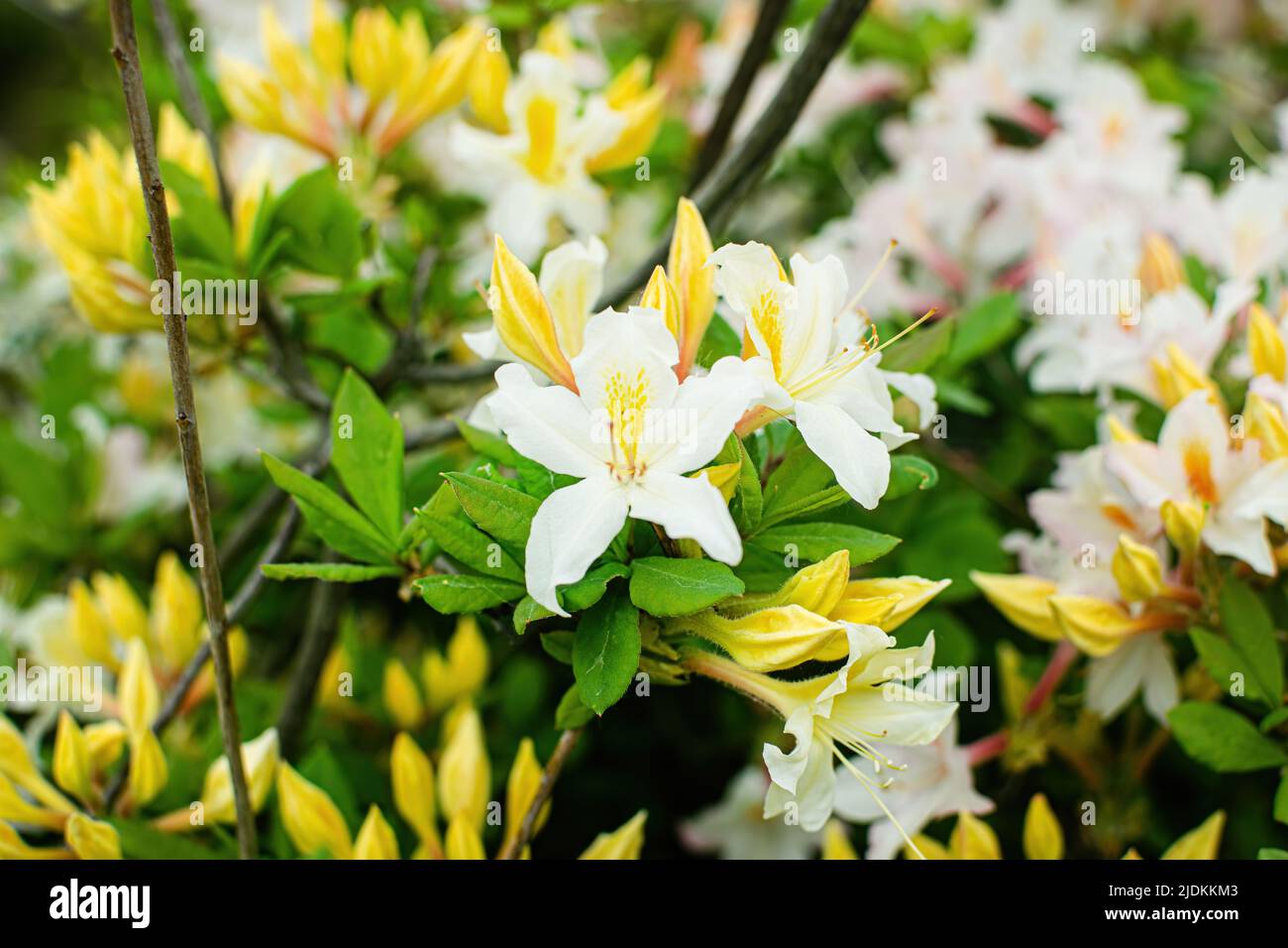 White azalea japonicum hi-res stock photography and images - Alamy