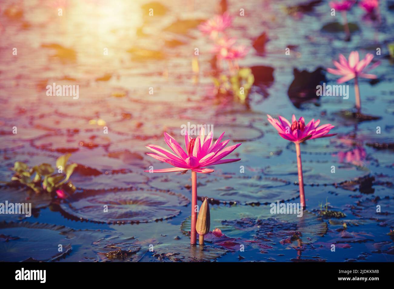 Pink water lily with purple flowers bloom on lake background Stock ...
