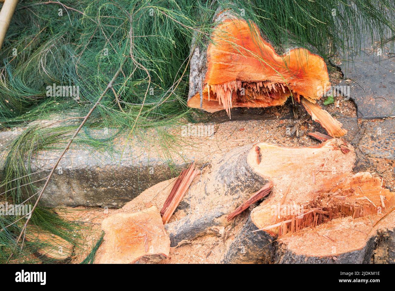 Cut down pine tree nature background Stock Photo - Alamy