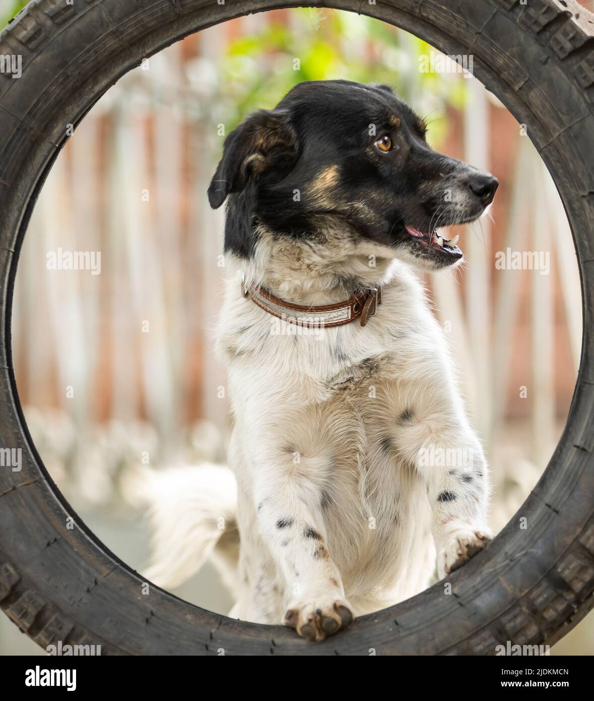 Beautiful white little smart dog Stock Photo - Alamy
