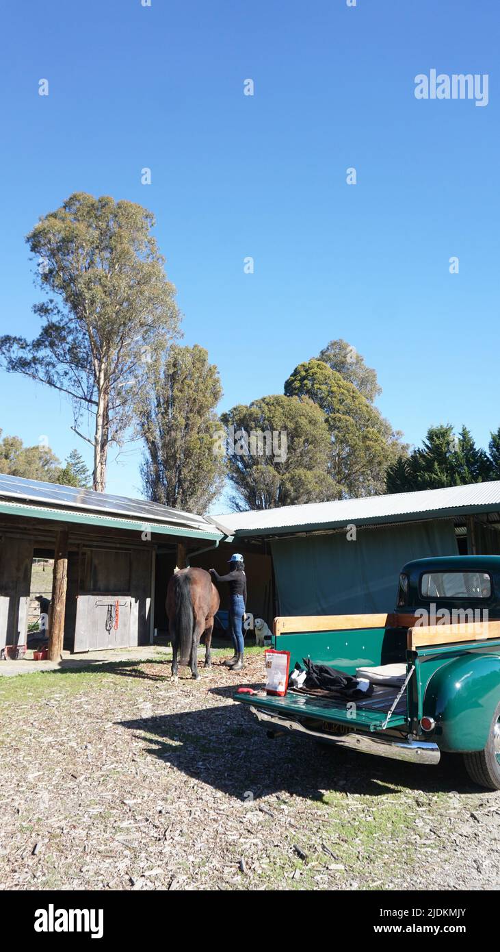 Farm Life Horse FarmDogs Classic Truck Stock Photo - Alamy