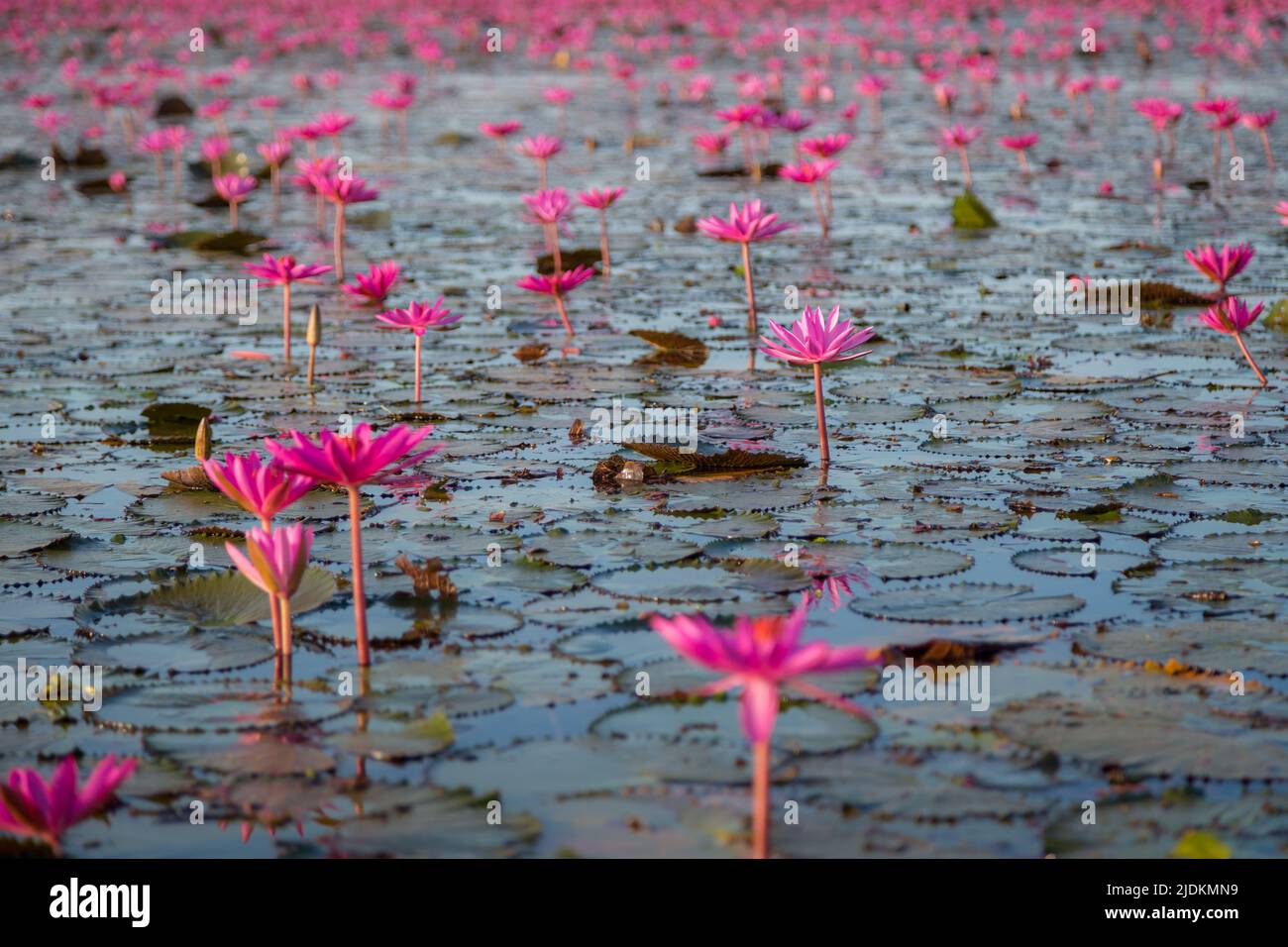 Pink water lily with purple flowers bloom on lake background Stock ...