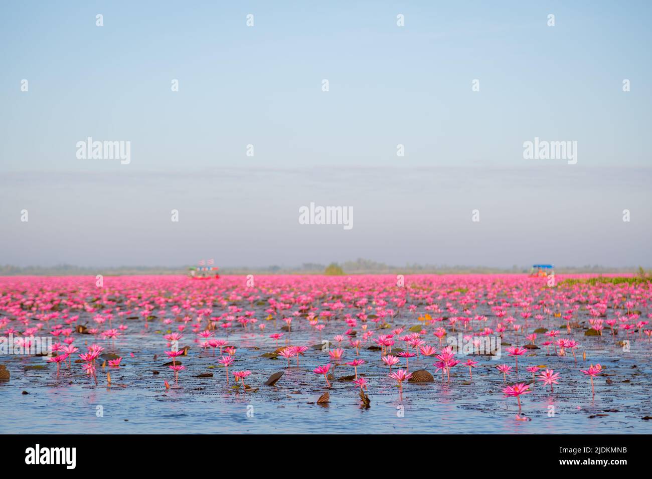 Pink water lily with purple flowers bloom on lake background Stock ...