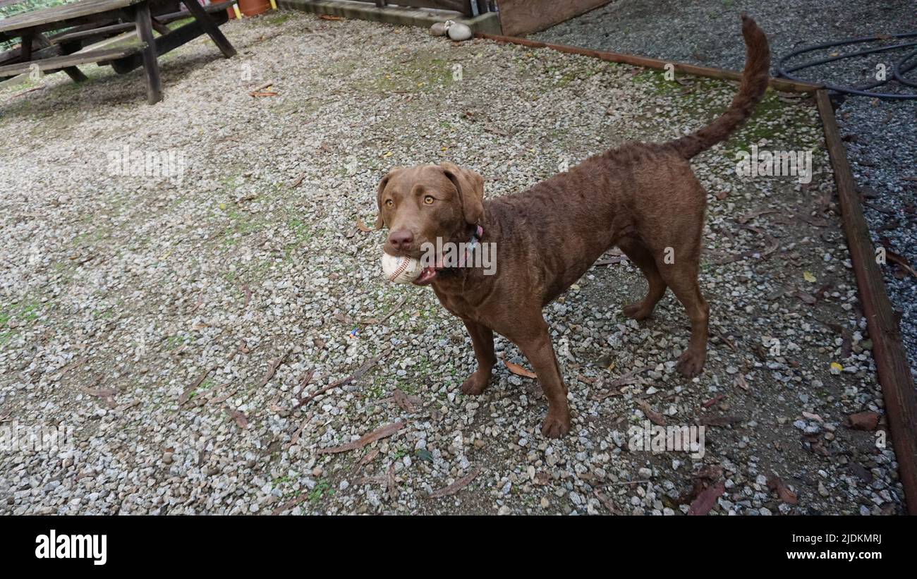 Playful Brown Lab Stock Photo - Alamy