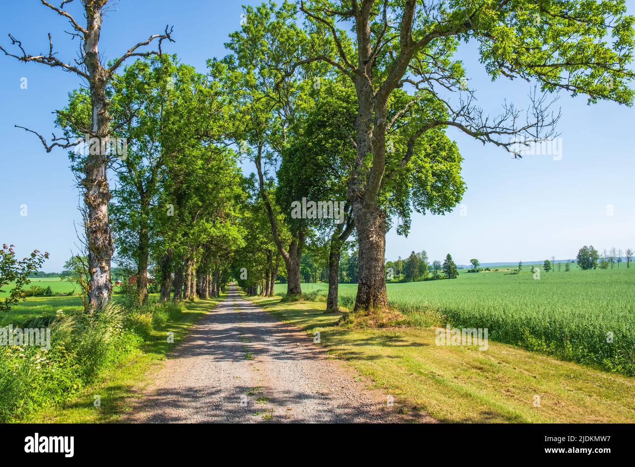 Tree lined dirt road in the countryside at summer Stock Photo - Alamy