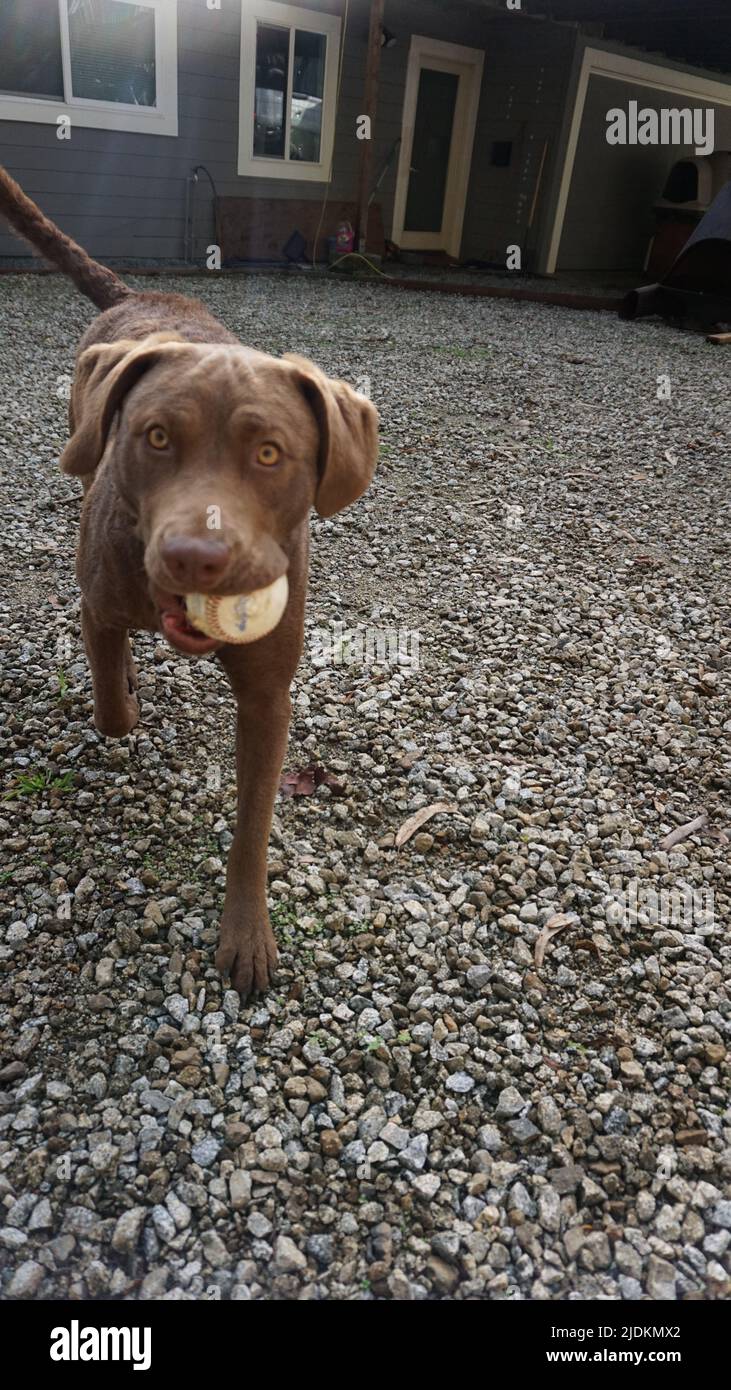 Playful Brown Lab Stock Photo - Alamy