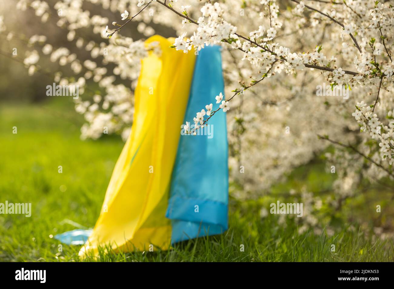 flag of ukraine in a flowering tree in the garden in spring. Ukrainian ...